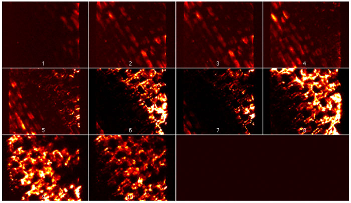 Nonlinear Microscopy with the Femtolite Fiber Laser